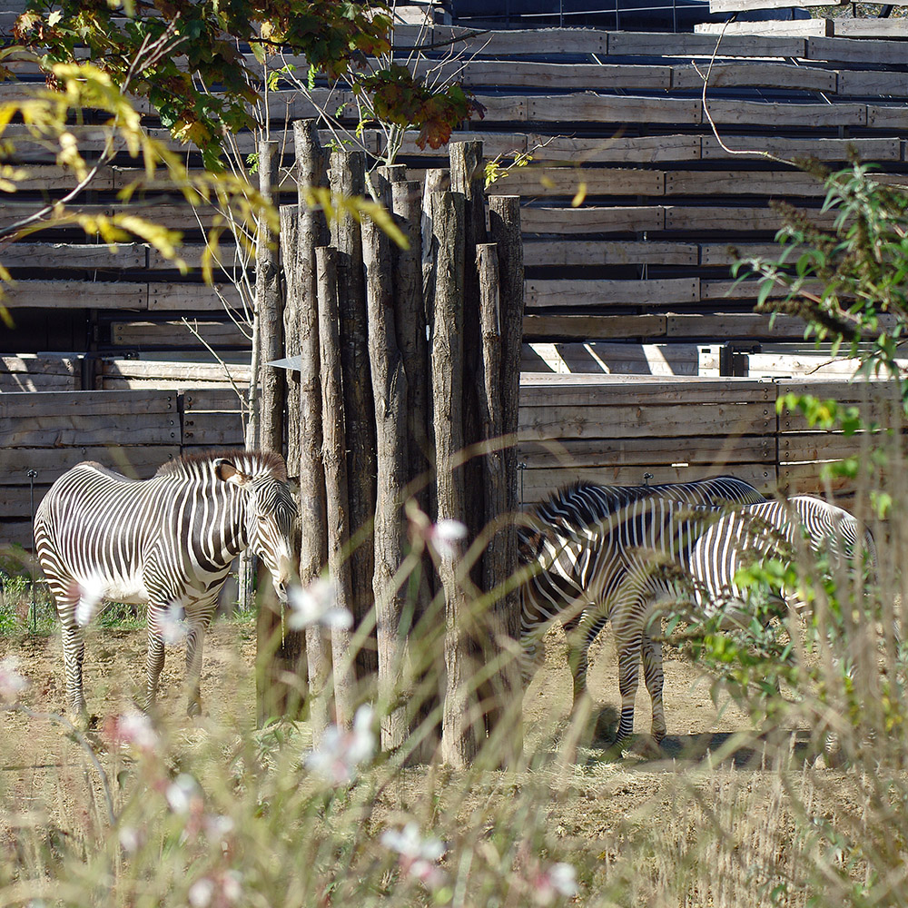 Visite du Parc Zoologique de Paris