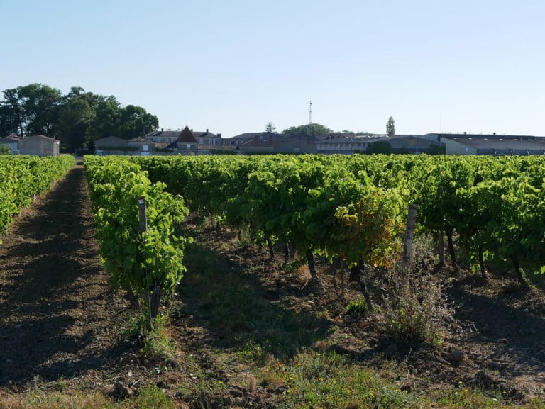 How cognac is made? - Culturez-vous