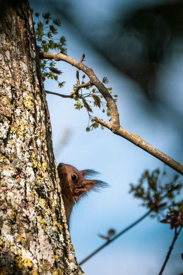 Que faire à Colombey-les-Deux-Eglises ? Escapade sur les traces du Général de Gaulle
